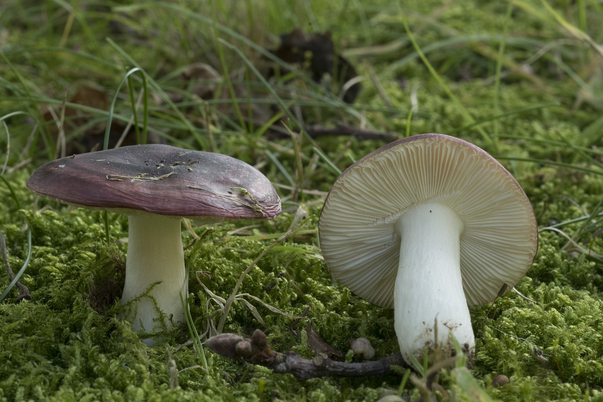 Russula undulata